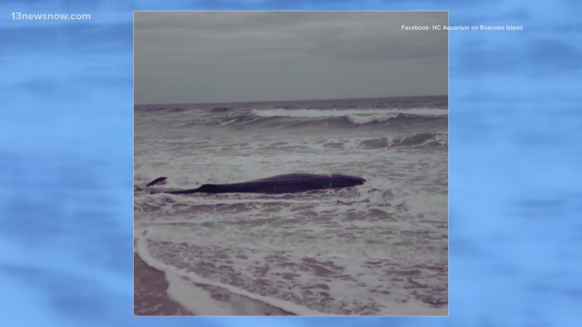 Juvenile sperm whale stranded near Jennette's Pier in Nags Head is ... Juvenile sperm whale stranded near Jennette's Pier in Nags Head is ...