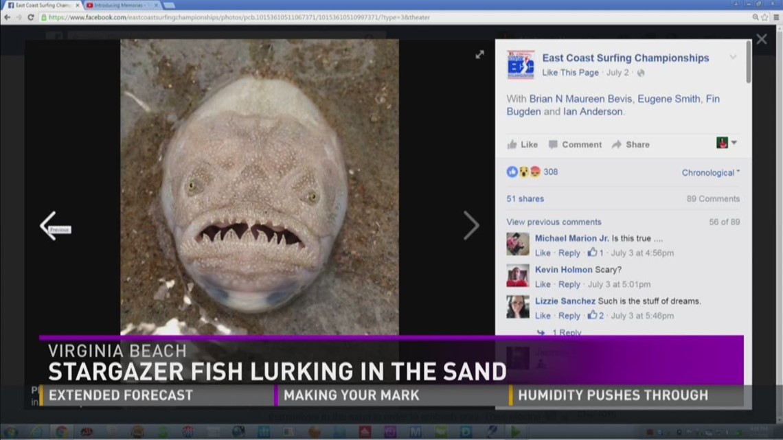 Stargazer fish lurking in the sand | 13newsnow.com