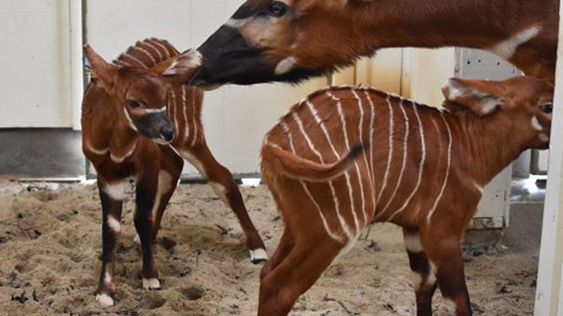 Two bongo babies born at the Virginia Zoo | 13newsnow.com