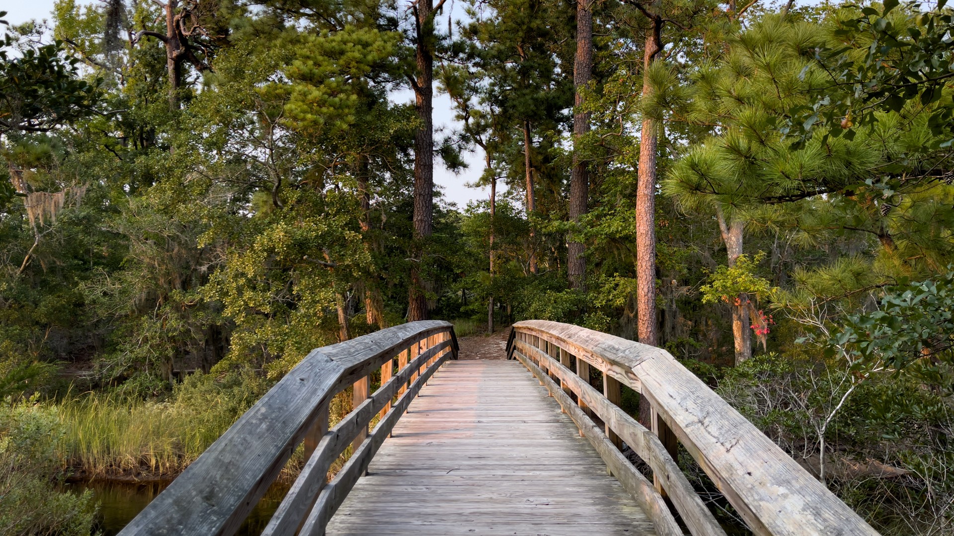 A guide to hiking at First Landing State Park in Virginia Beach ...