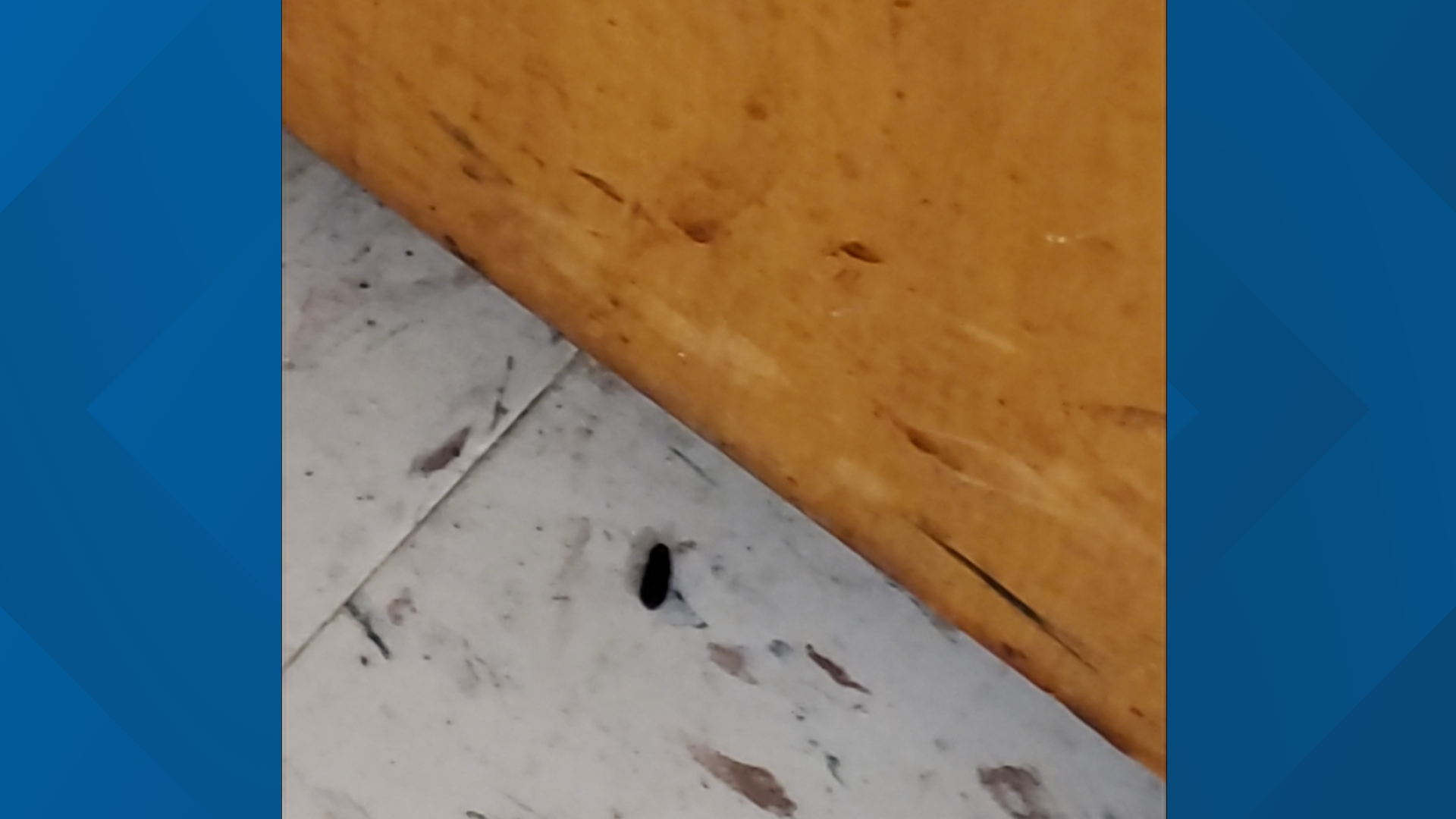 Rodents, poop found throughout elementary school in Norfolk | 13newsnow.com