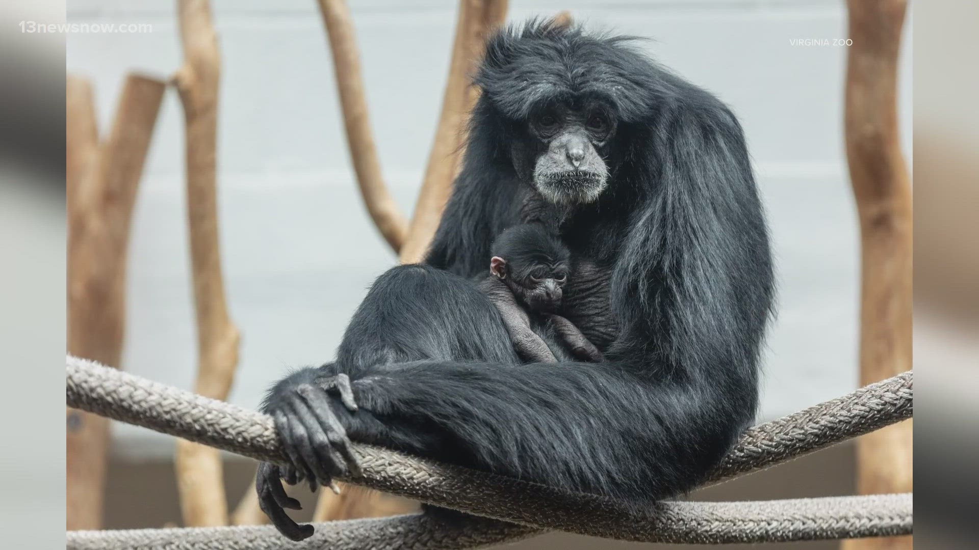 Endangered siamang born at Virginia Zoo | 13newsnow.com