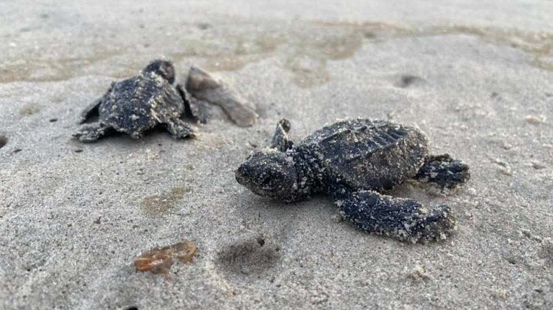 World's rarest sea turtle lays 3 nests on Cape Hatteras in OBX ...