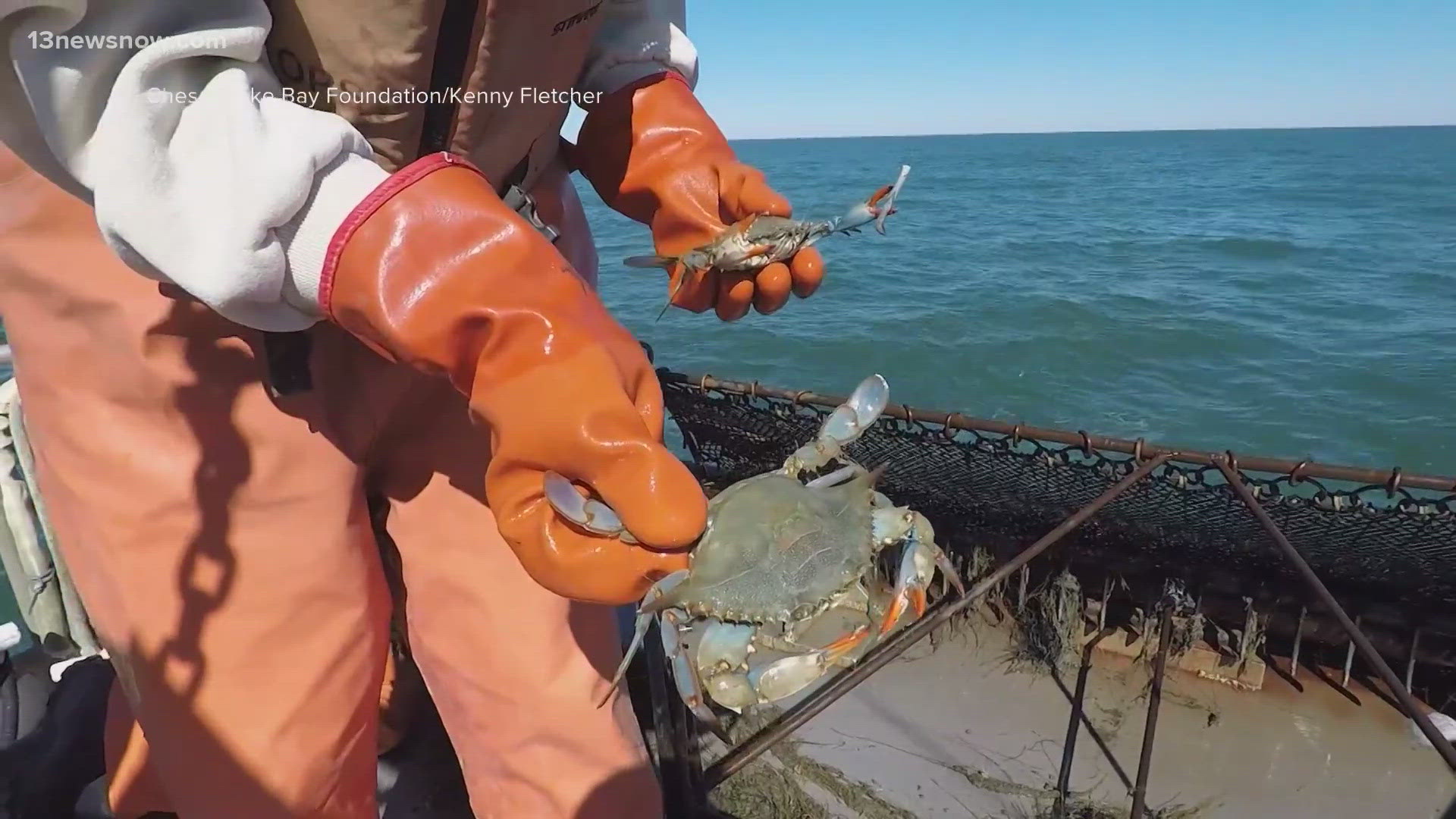 Can you catch blue crab during the winter? | 13newsnow.com
