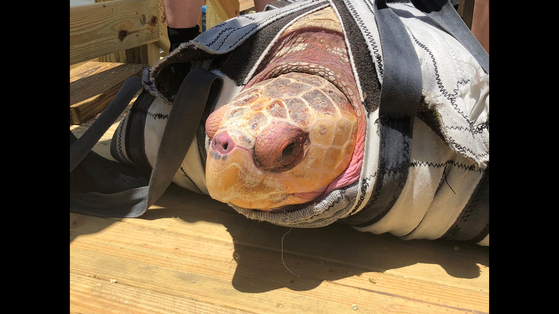 SeaWorld Orlando releases 4 sea turtles into the ocean | 13newsnow.com