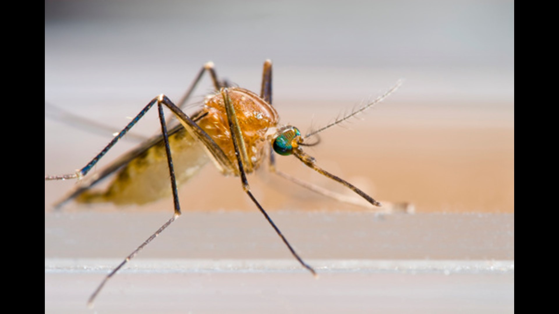 Hampton Roads has one of the worst mosquito problems in the country ...