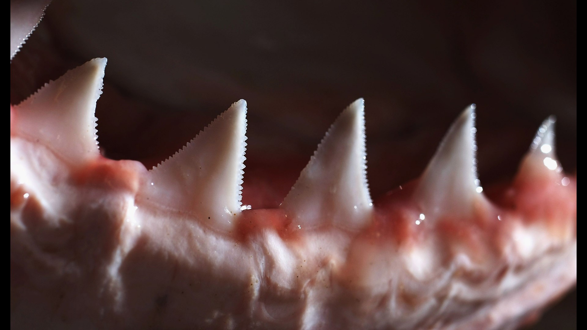 Katherine the great white shark spotted off Virginia coast | 13newsnow.com