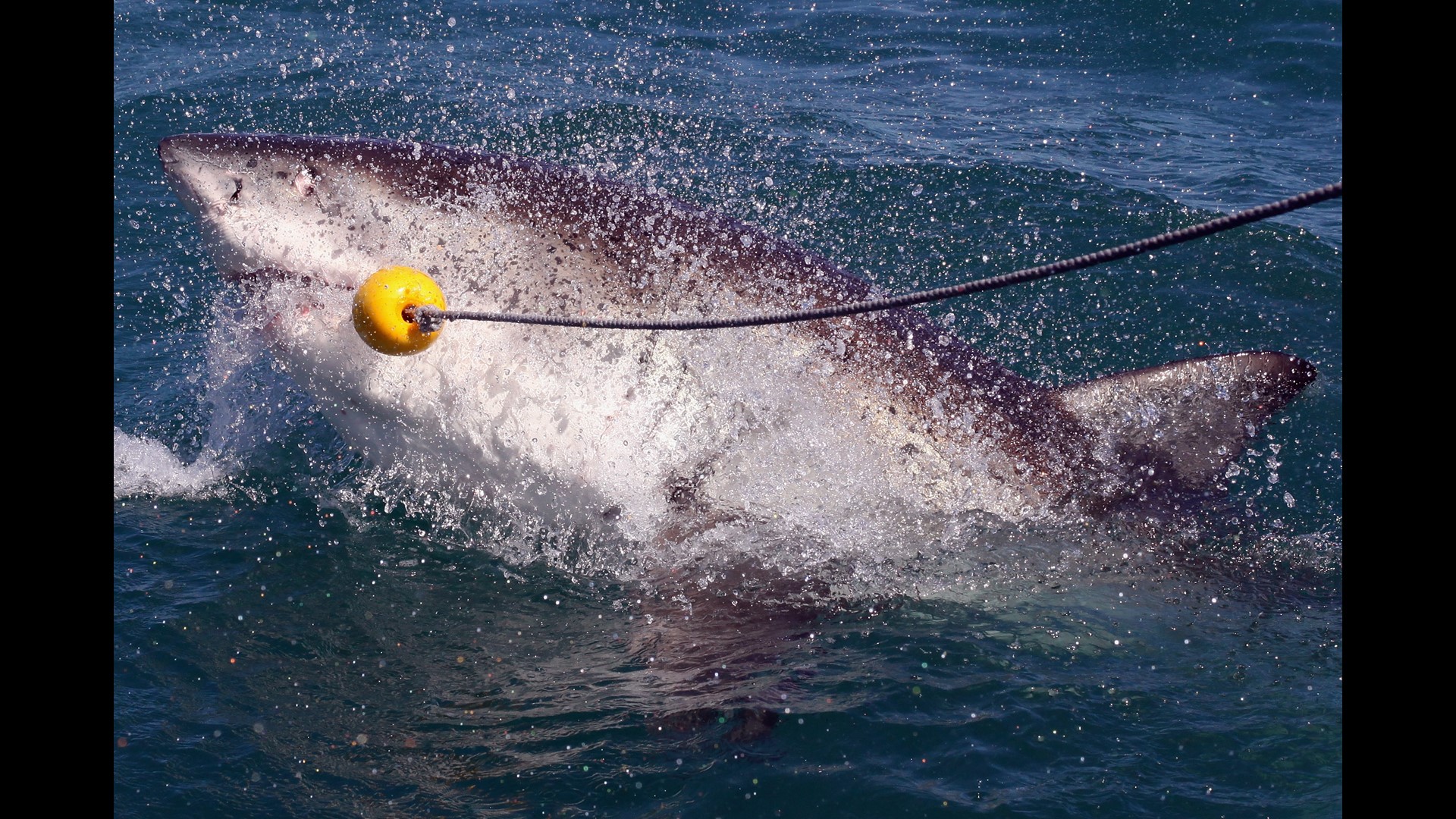 Katherine the great white shark spotted off Virginia coast | 13newsnow.com