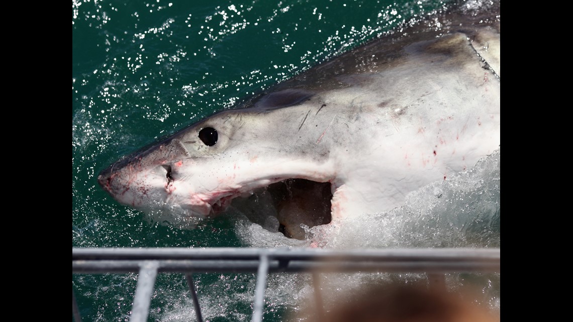 Katherine the great white shark spotted off Virginia coast | 13newsnow.com