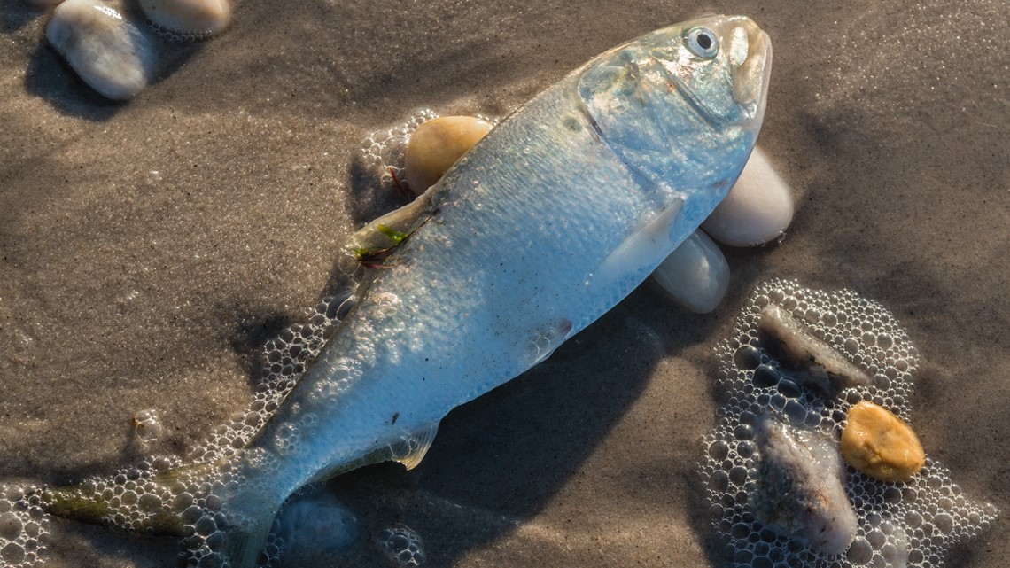 400,000 dead fish spill into Hampton Roads waters | 13newsnow.com