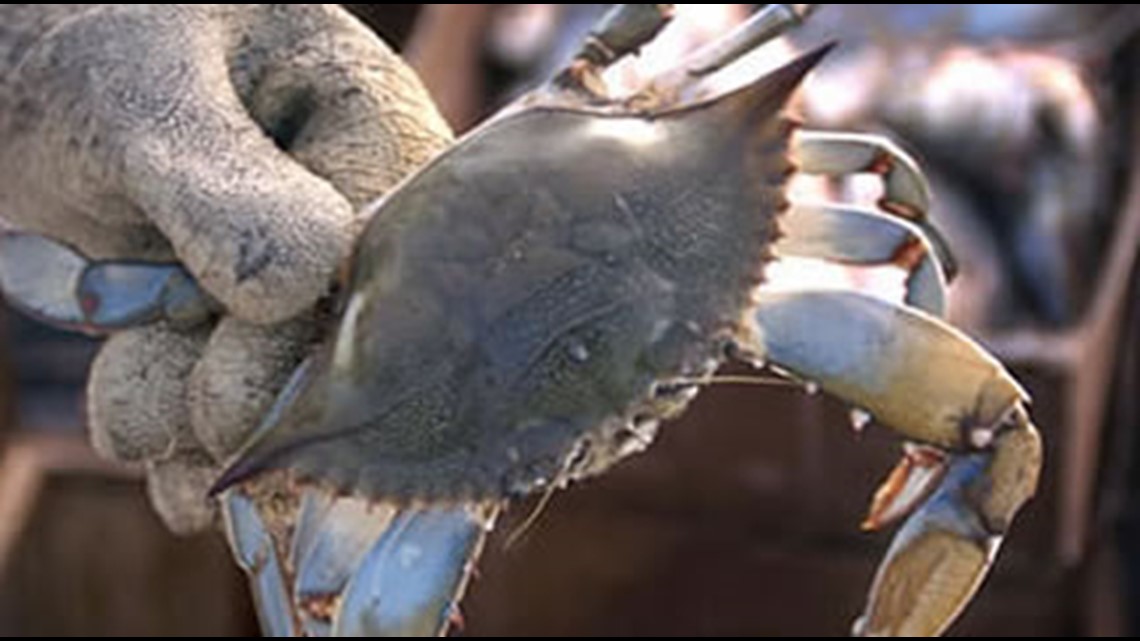 Survey: Chesapeake Bay's blue crab population is healthy | 13newsnow.com