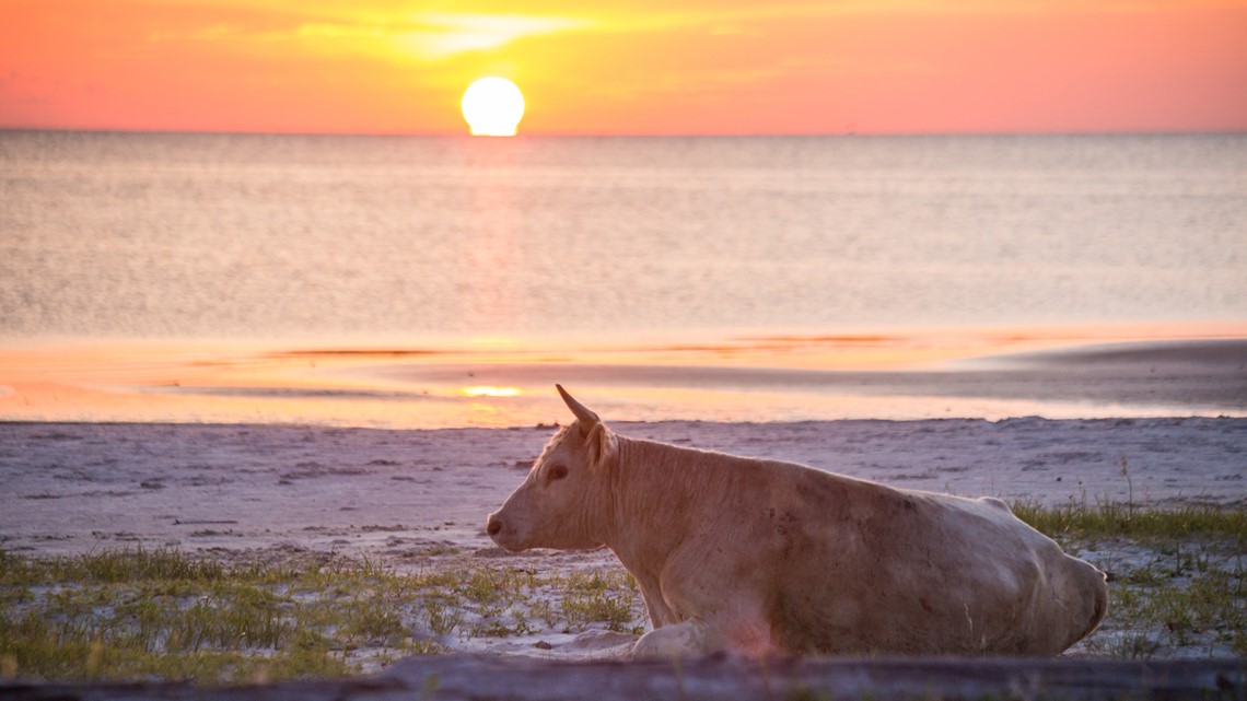 PHOTOS: Herd of wild cows, horses on Cedar Island, North Carolina ...