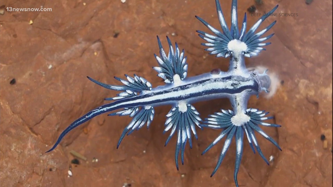 Venomous Blue Dragon sea slugs spotted off Outer Banks coast ...