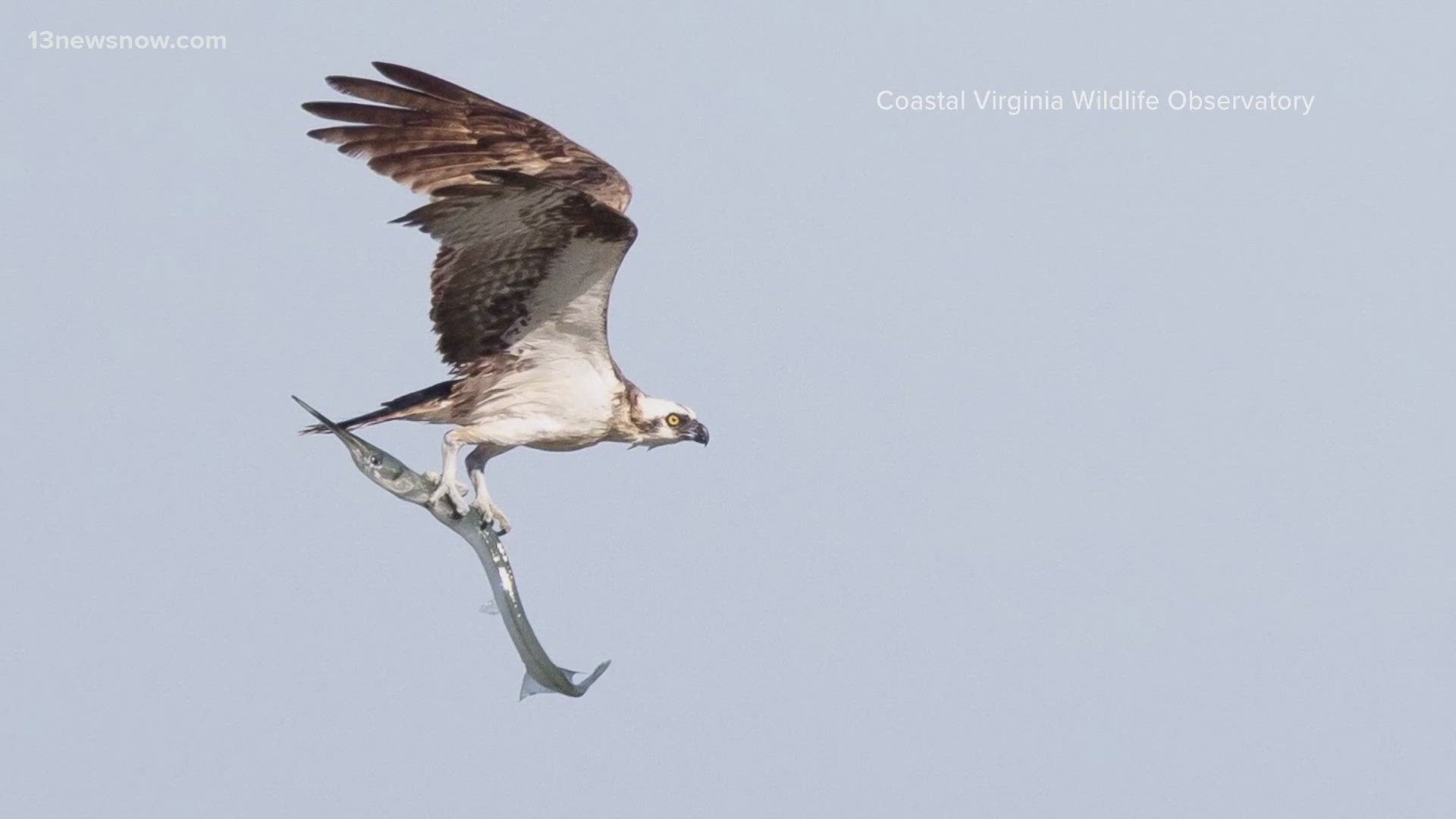 Coastal Virginia Wildlife Observatory's hawk watch underway at ...