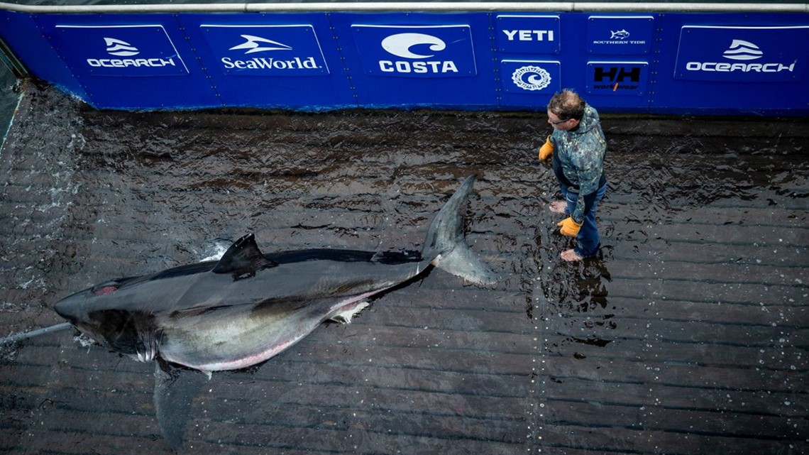 Researchers say 13-foot shark bitten by even bigger shark | 13newsnow.com