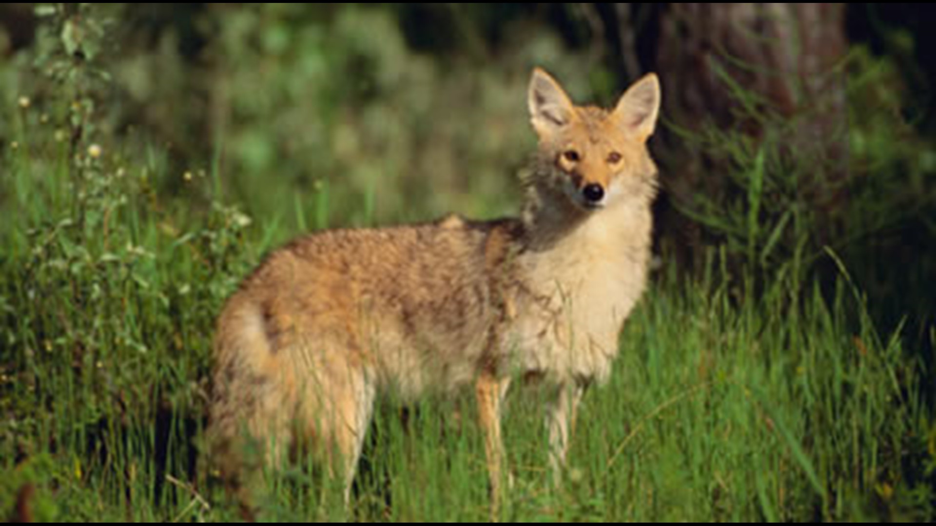 Reports of coyotes near Regent Univ. in Va. Beach | 13newsnow.com