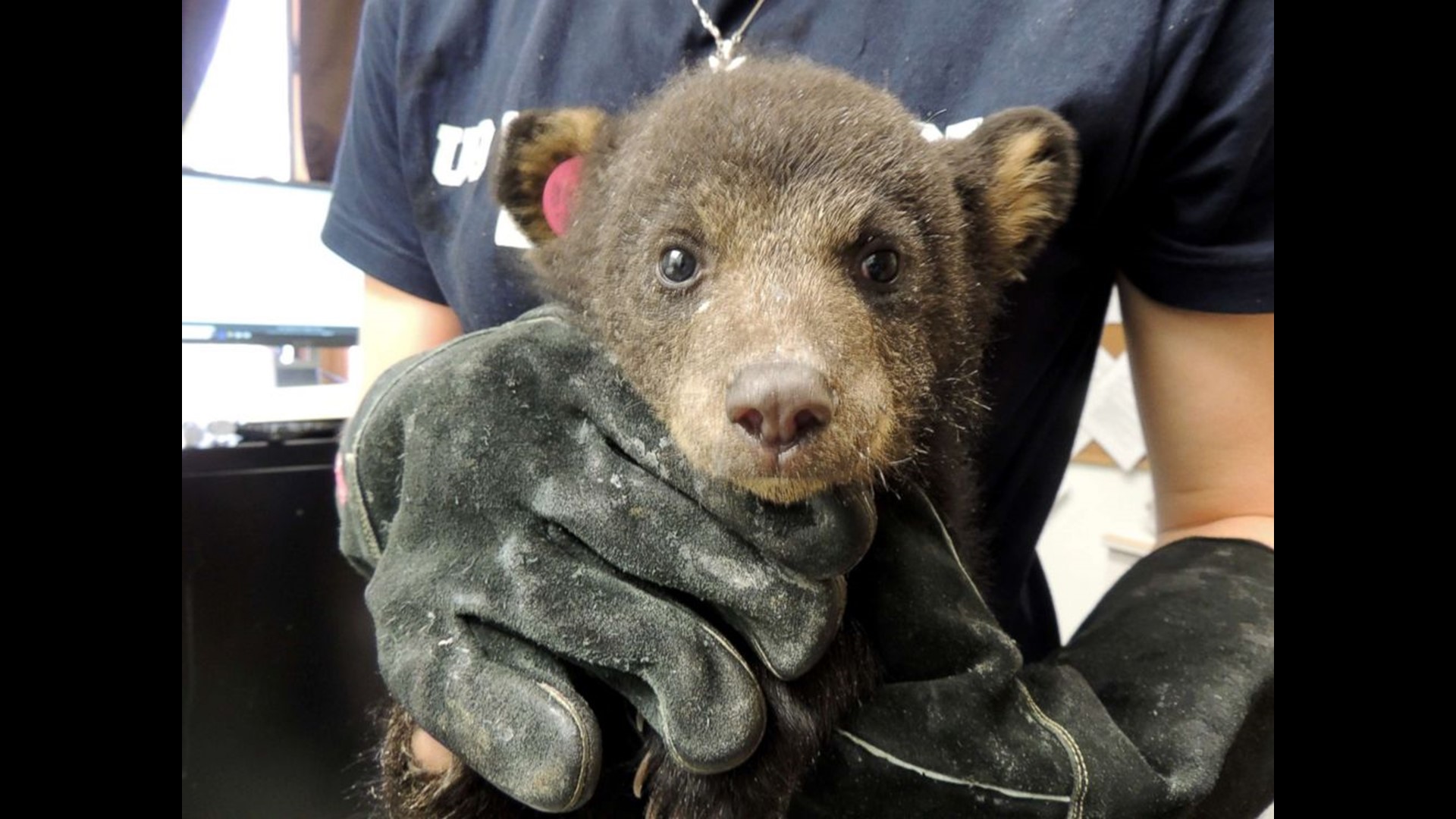2 rescued cubs stranded after mother bear was killed are gaining weight ...