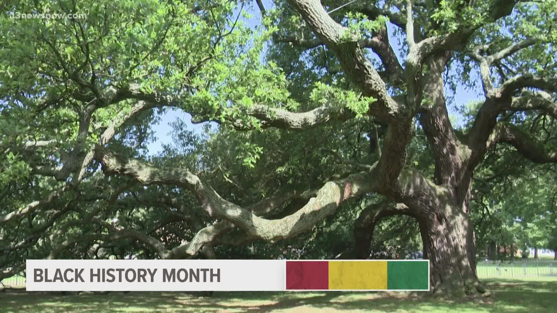 A look at the Emancipation Oak at Hampton University | 13newsnow.com