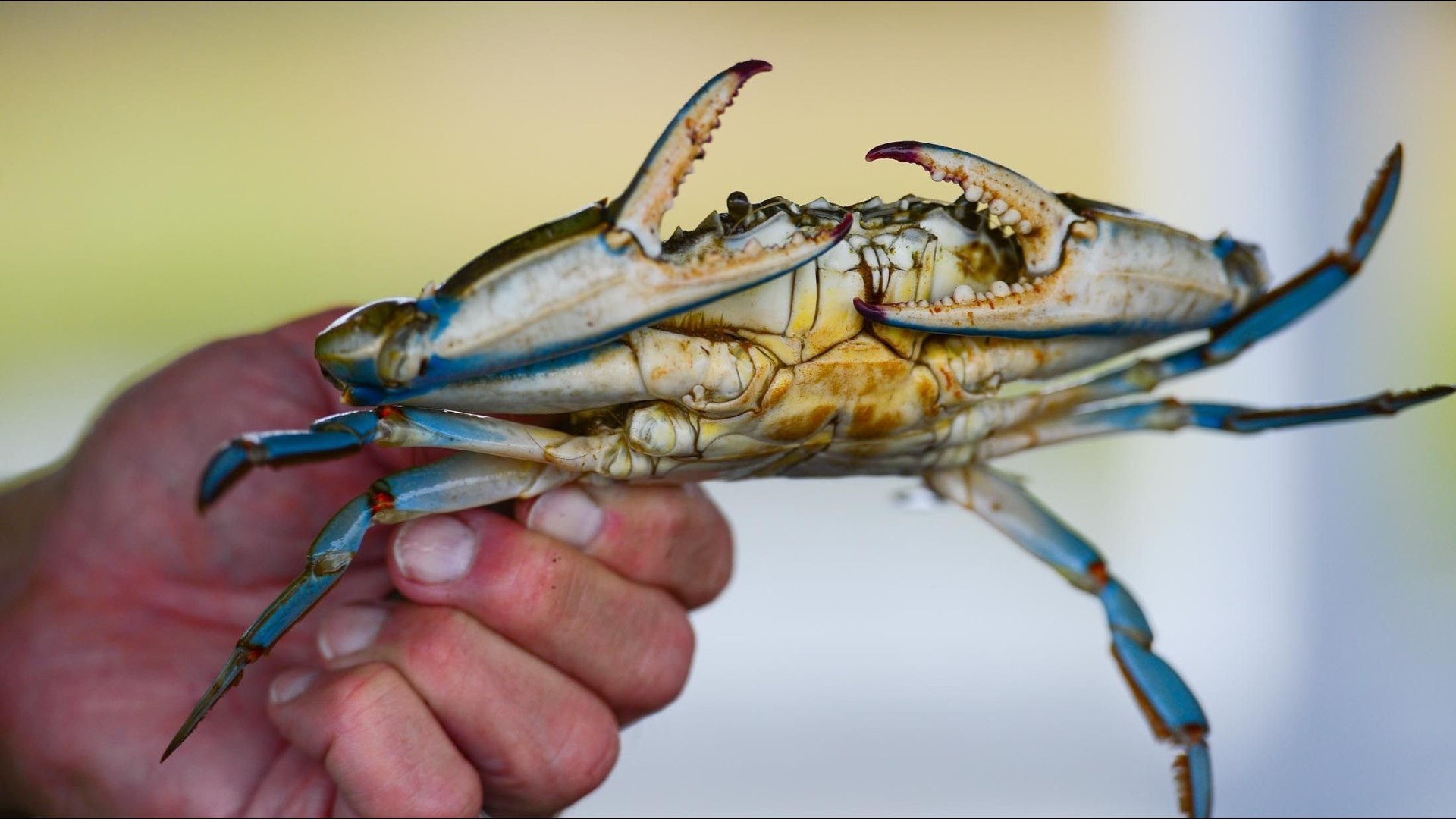 Blue crab population in Chesapeake Bay declines | 13newsnow.com