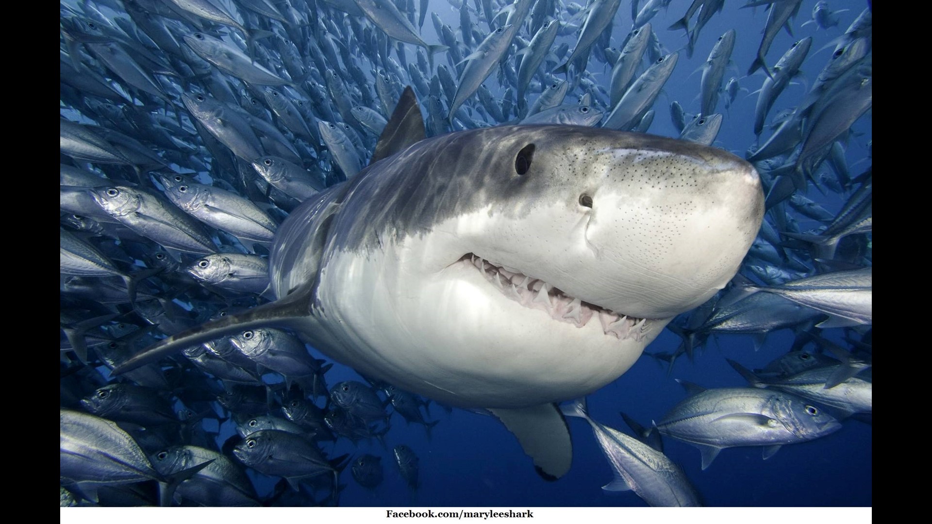 Katherine the great white shark spotted off Virginia coast | 13newsnow.com