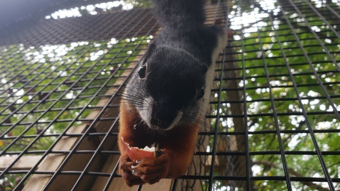 Pair of Prevost's squirrels make Virginia Zoo their home | 13newsnow.com