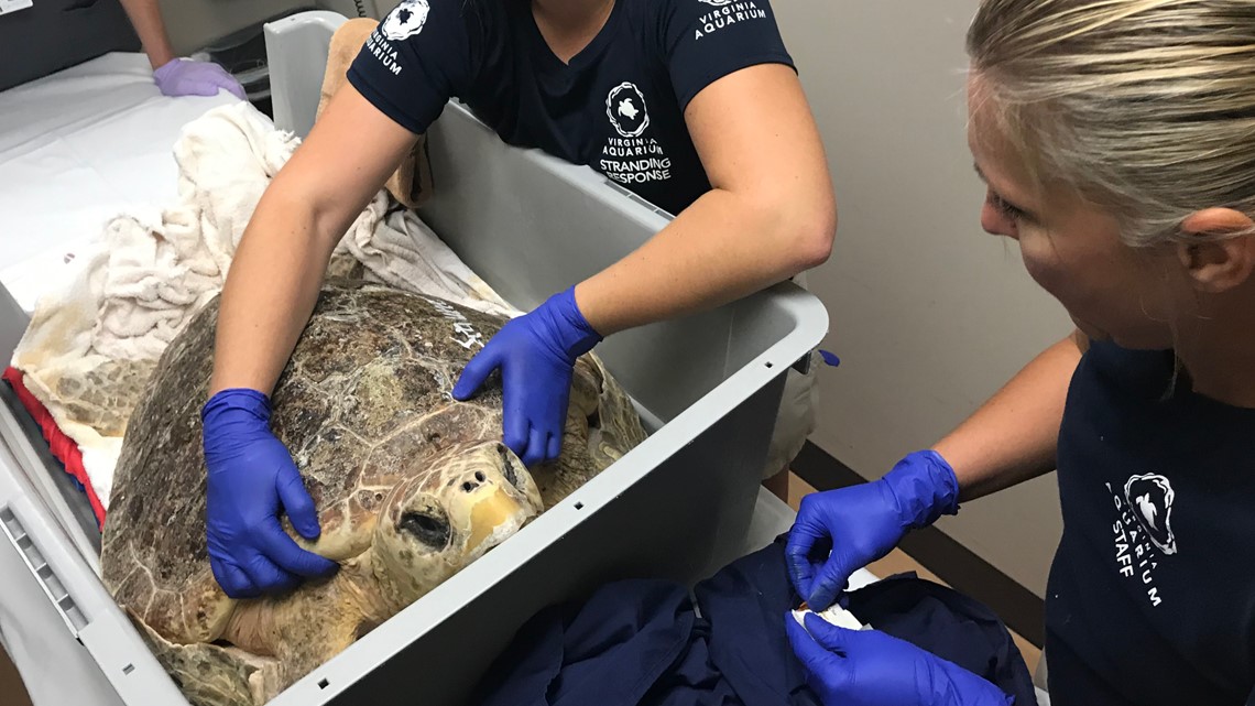 Injured sea turtle gets MRI at Sentara Virginia Beach General Hospital ...