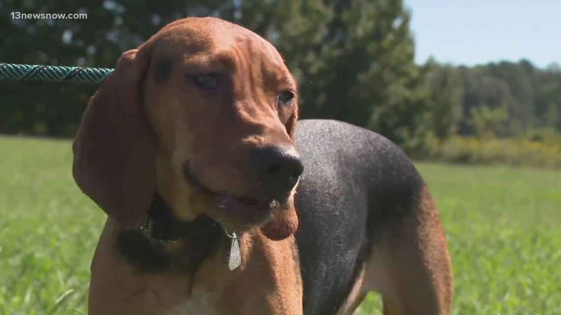 Over 70 dogs from one home rescued by the SPCA in Elizabeth City ...