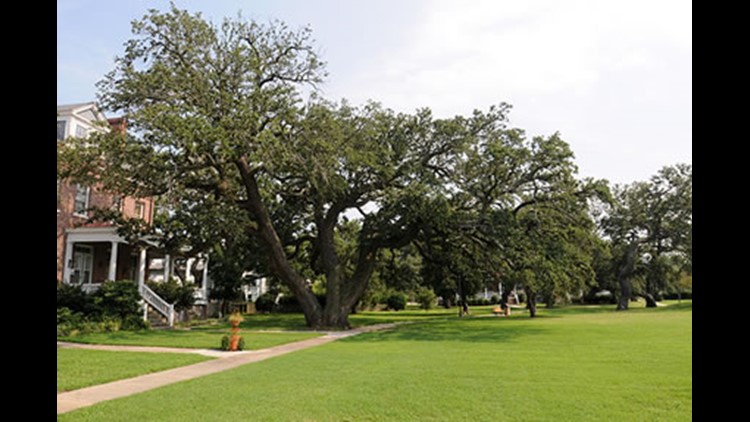 Ancient oak tree on Ft. Monroe a witness to history | 13newsnow.com