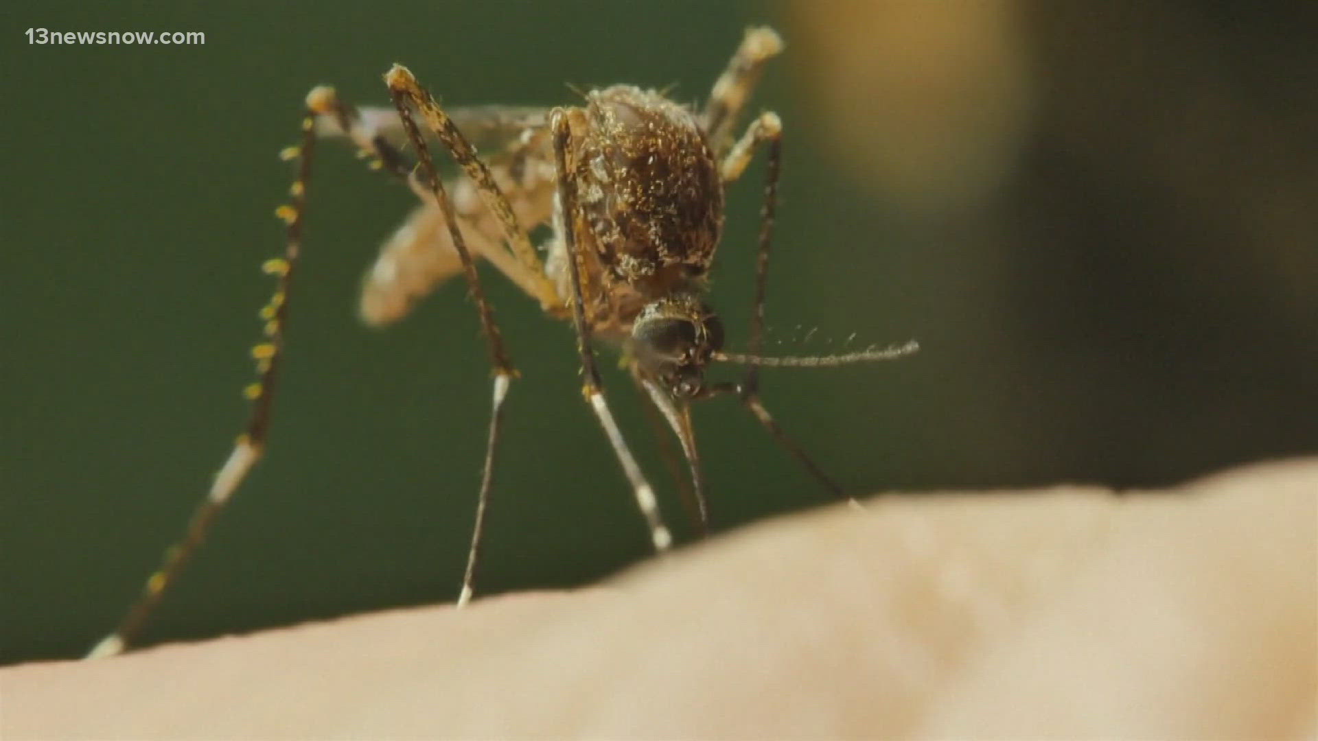 CDC warning about rising mosquito transmissions of dengue virus | 13newsnow.com