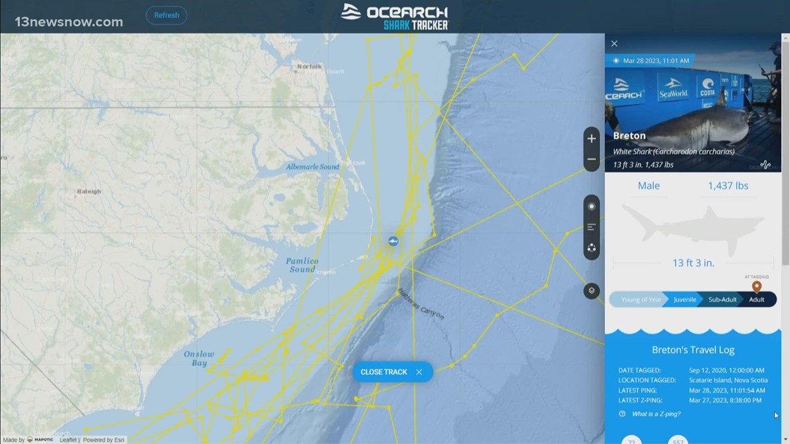 Great white shark pings off Outer Banks coast | 13newsnow.com