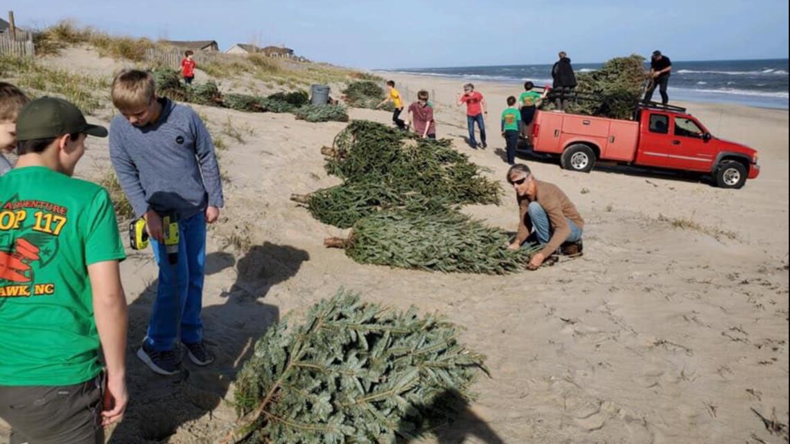 Norfolk woman collecting hundreds of leftover Christmas trees for dune ...