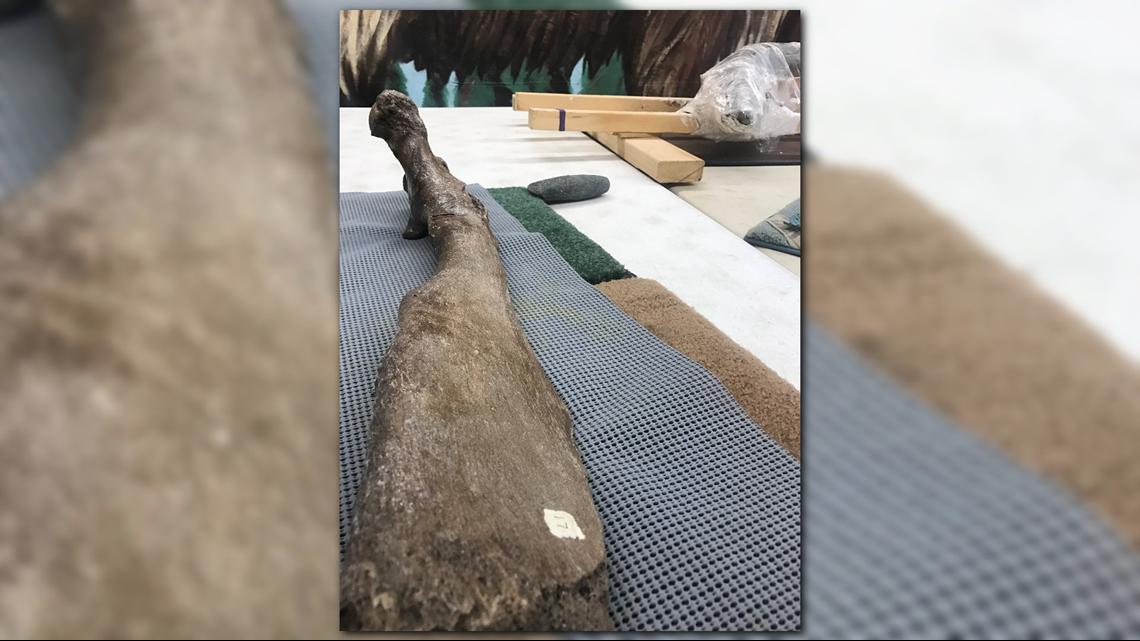 Ancient mastodon bones the first discovered in eastern Virginia, date ...