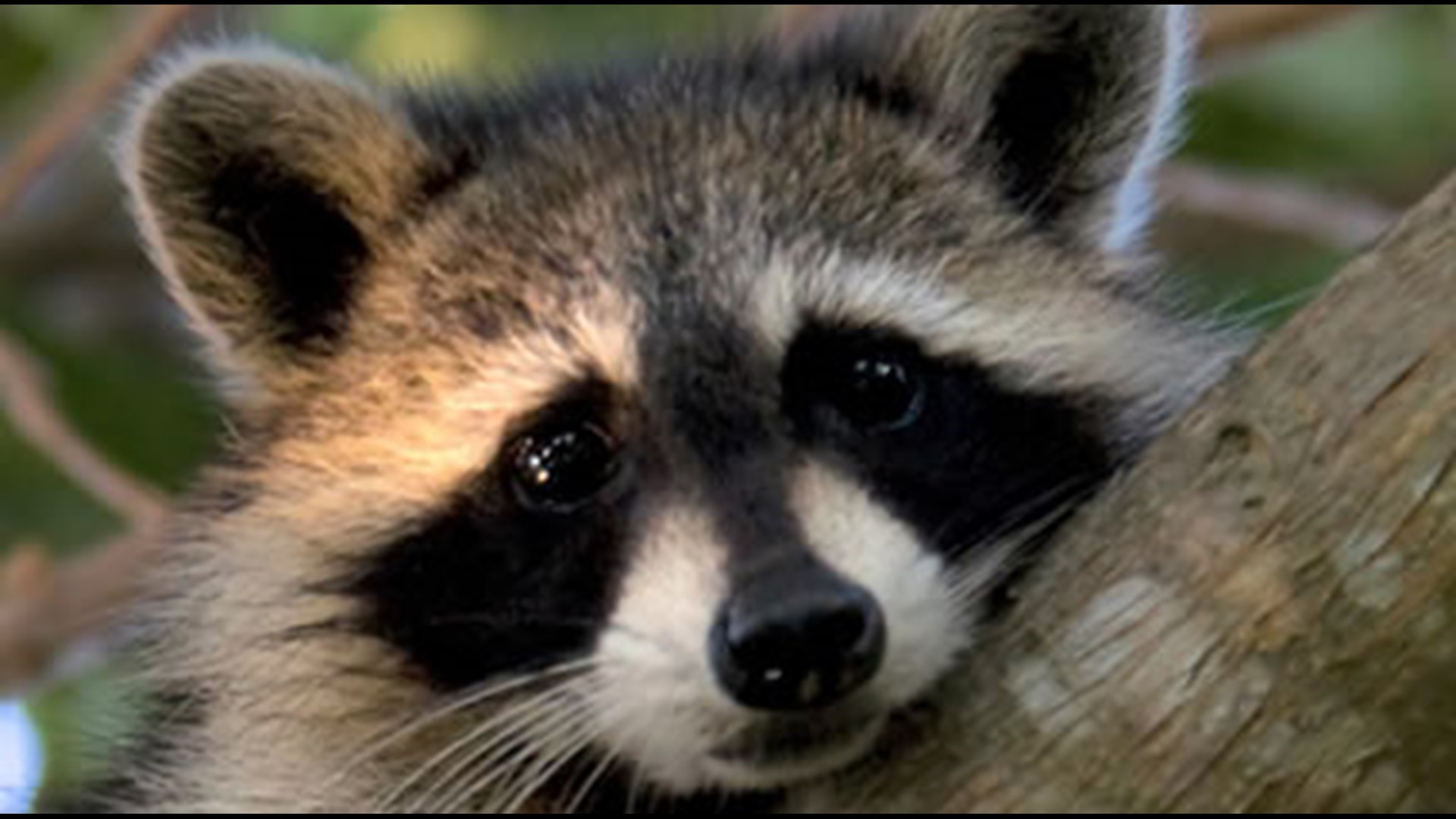 Rabid raccoon found in South Bayview Area in Norfolk | 13newsnow.com