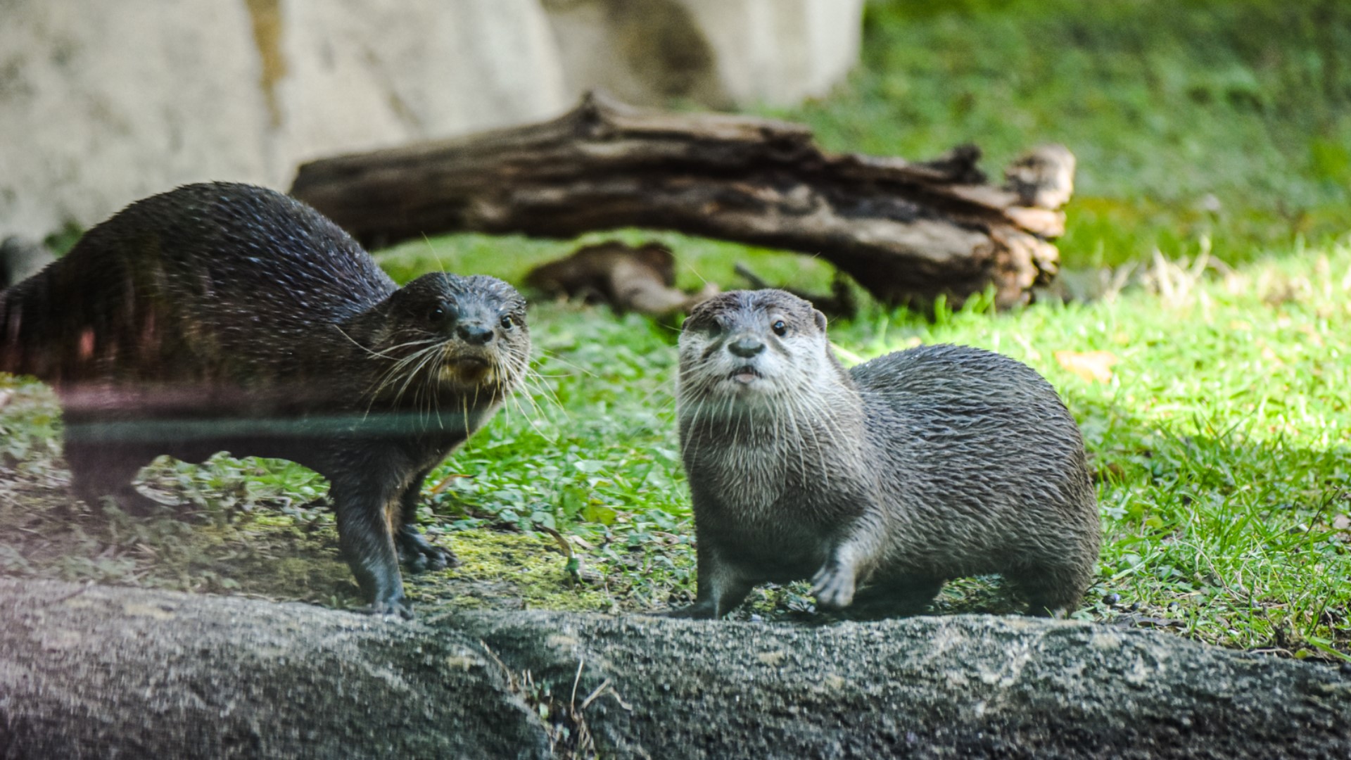 Otterly adorable! Virginia Zoo in Norfolk welcomes two new otters ...