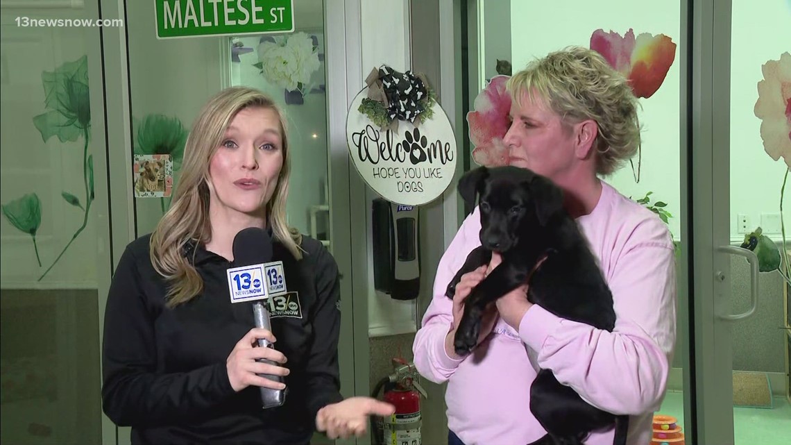 What to know about supporting Hope for Life Rescue, a no-kill shelter ...