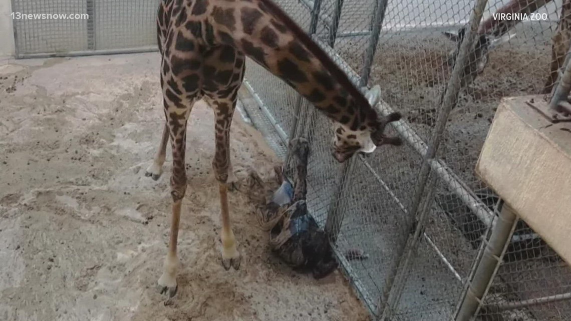 Baby giraffe born at Virginia Zoo gets a name: Tisa! | 13newsnow.com