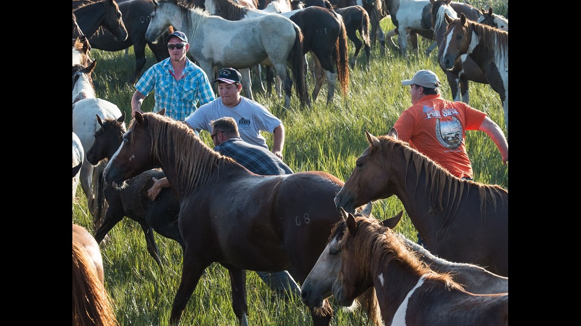 Pony Penning 2018: Everything you need to know about this one-of-a-kind ...