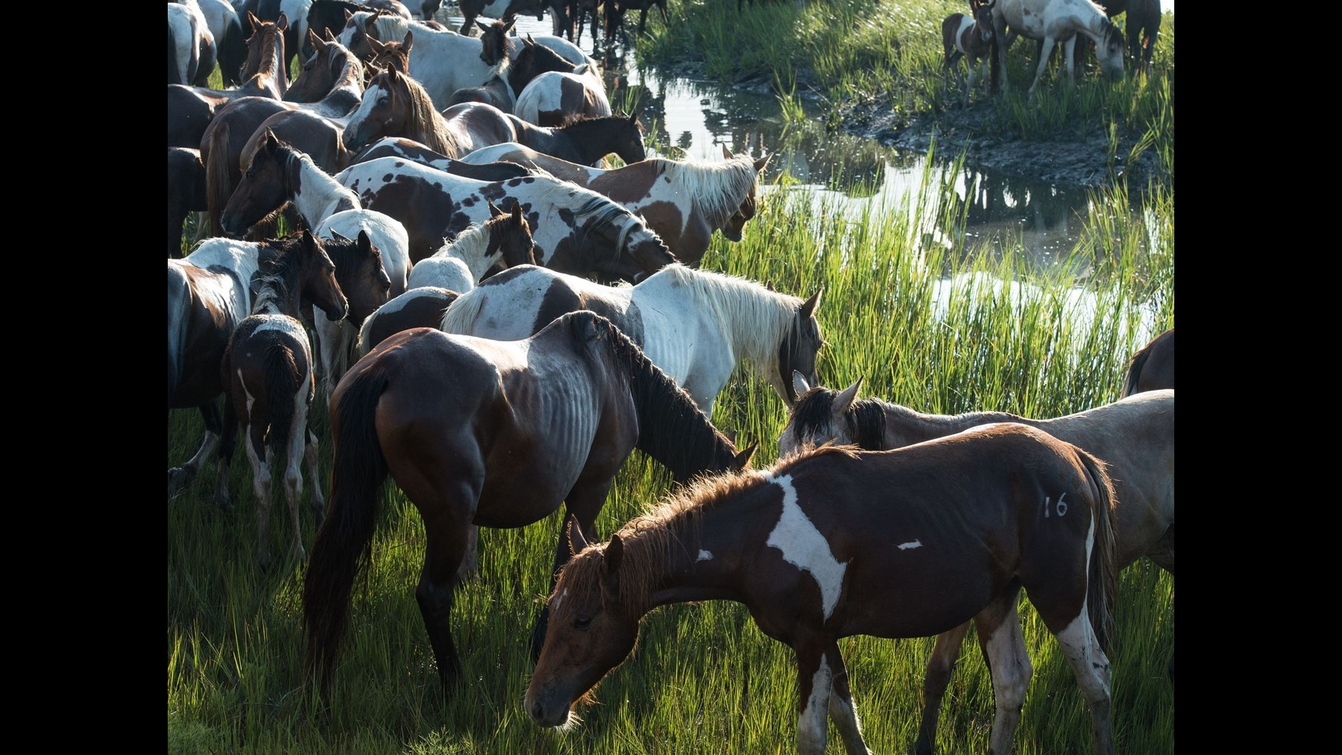 Pony Penning 2018: Everything you need to know about this one-of-a-kind ...