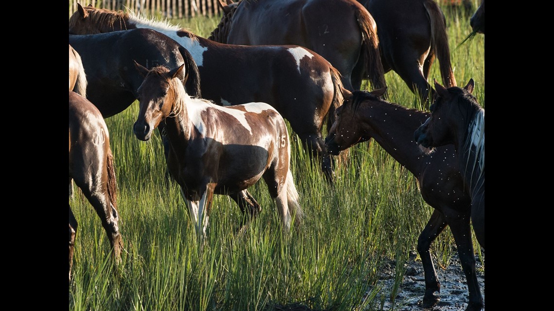 Pony Penning 2018: Everything you need to know about this one-of-a-kind ...