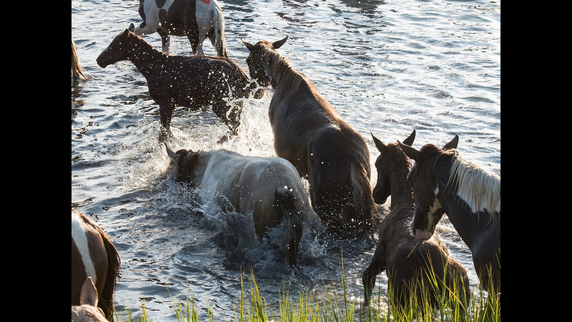 Pony Penning 2018: Everything you need to know about this one-of-a-kind ...