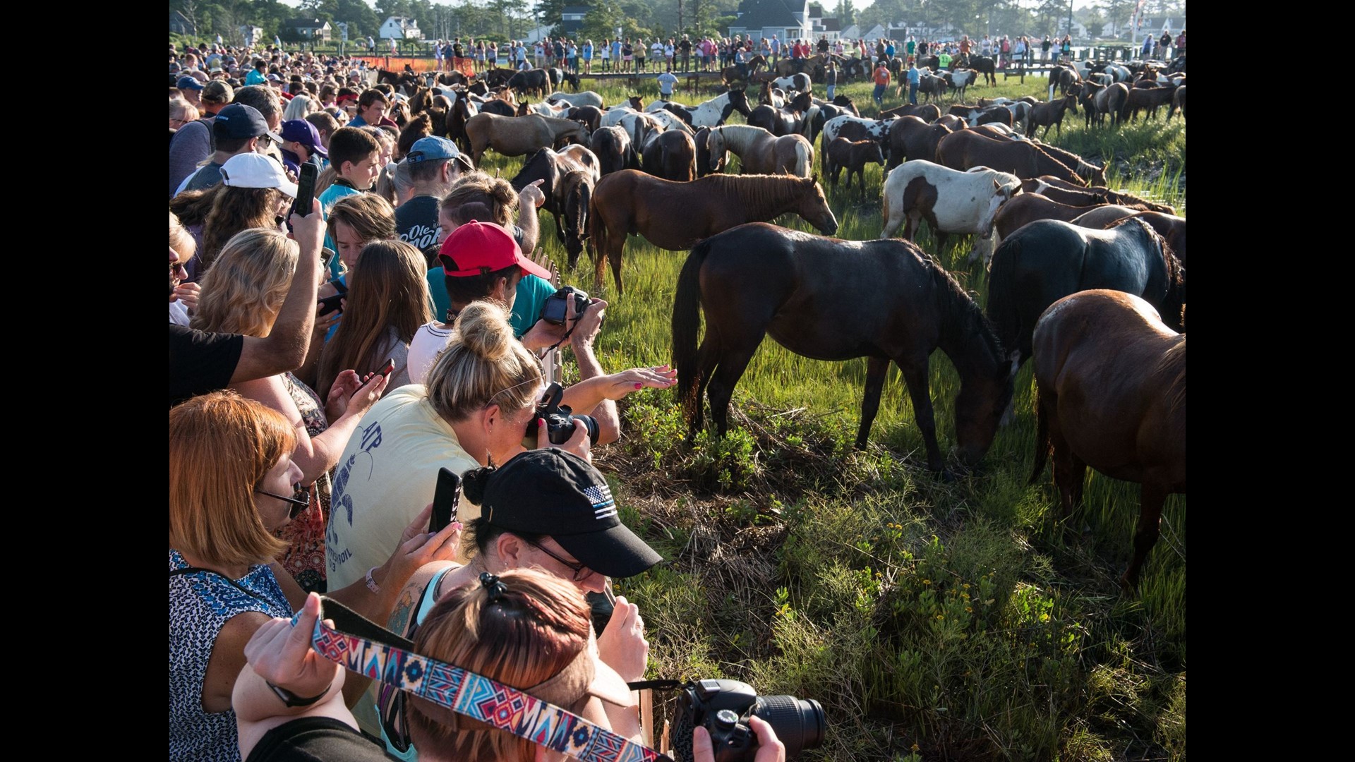 Pony Penning 2018: Everything you need to know about this one-of-a-kind ...