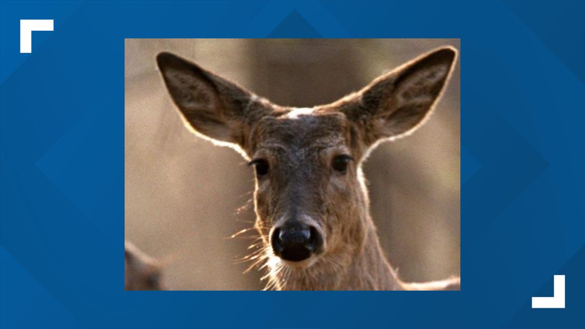 Police: Killing of deer in residential area was 'dangerous' | 13newsnow.com