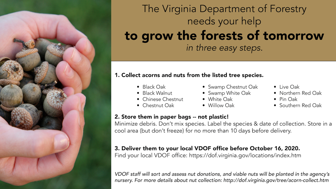 Got any spare nuts? The Virginia Department of Forestry wants your ...