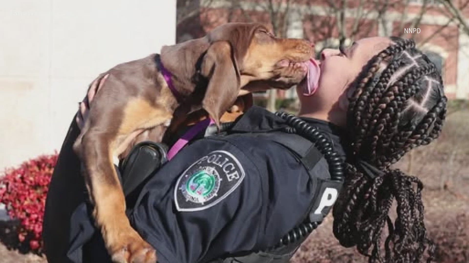 Newport News Police Department welcomes new K-9 unit members | 13newsnow.com