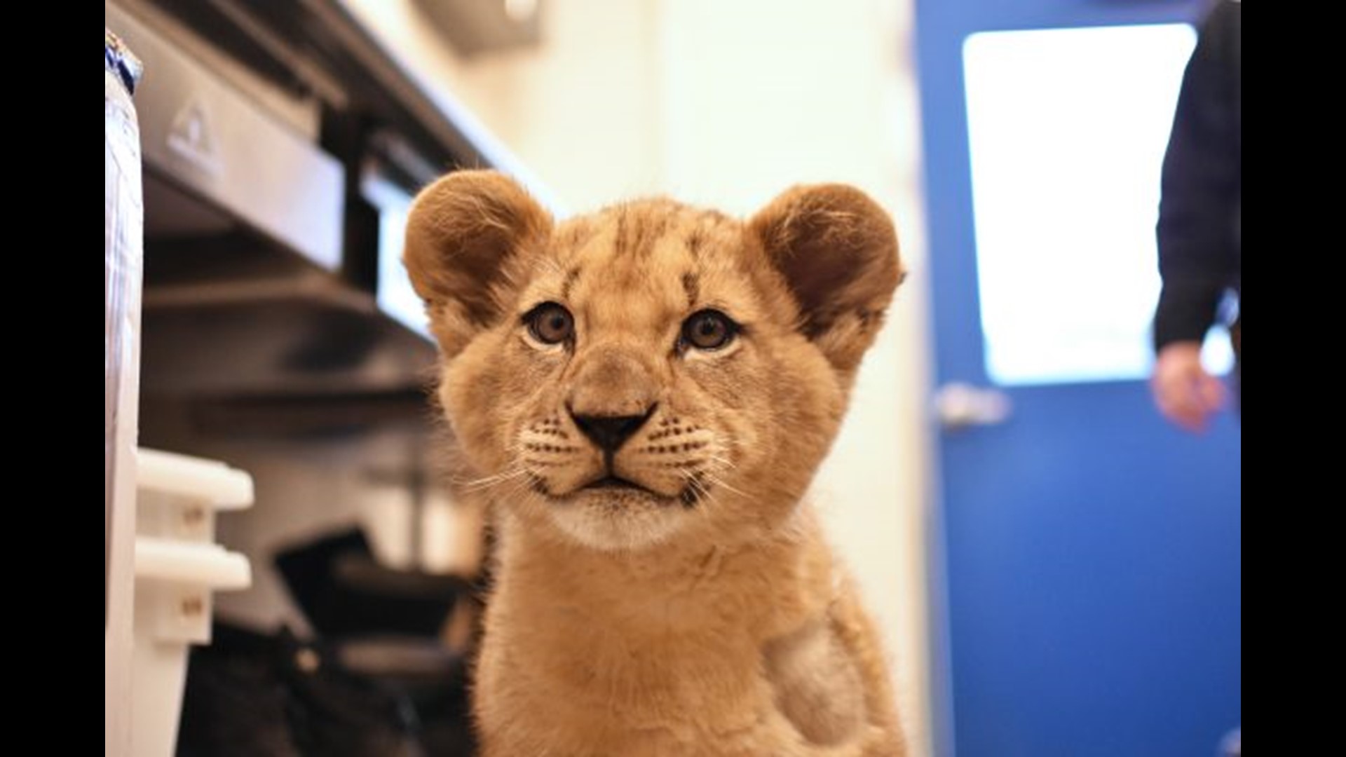 Emery the lion cub gets good news from health test results | 13newsnow.com