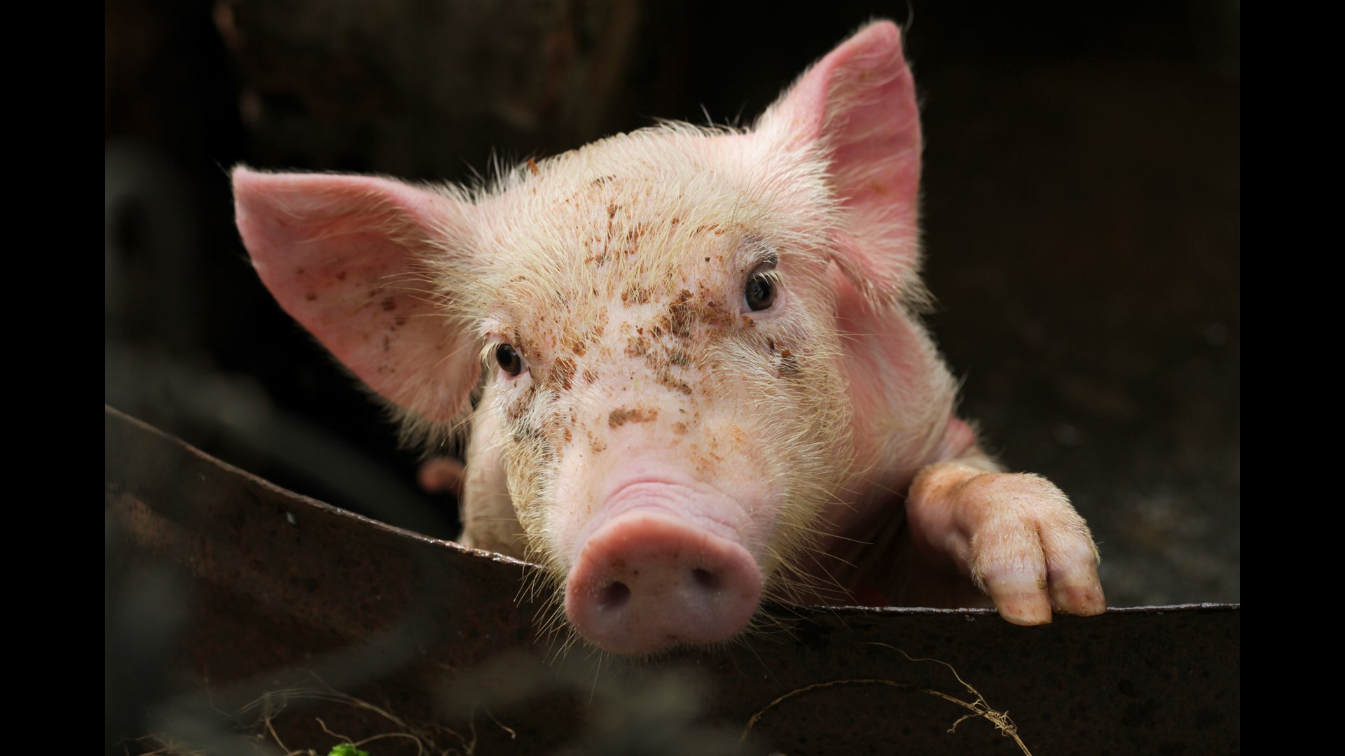 Duke Energy ties pig poop gas to lines for power plants | 13newsnow.com