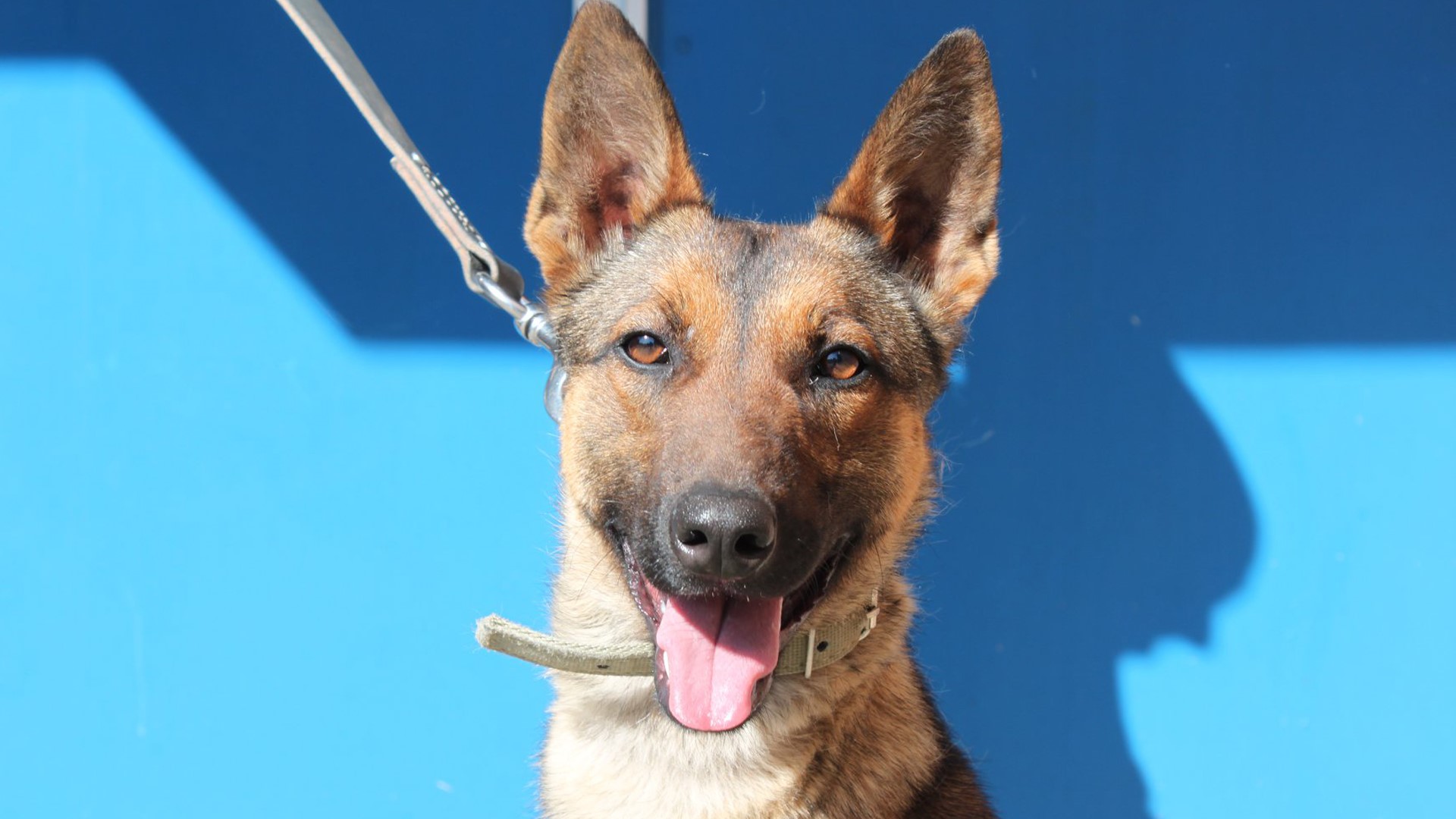 Newport News police K-9 unit welcomes its first female patrol dog ...