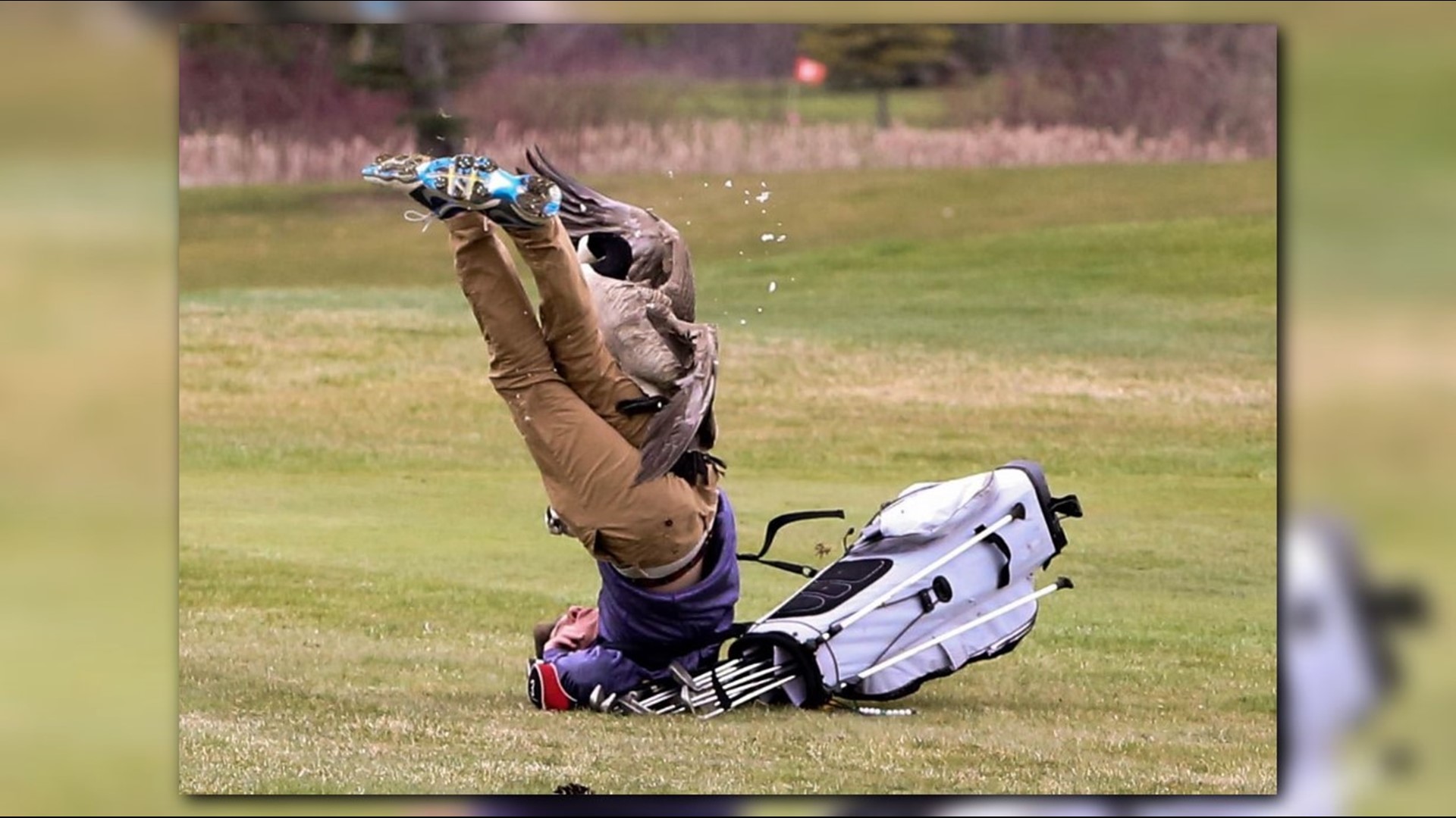 Goose attacks Michigan golfer, photos go viral | 13newsnow.com