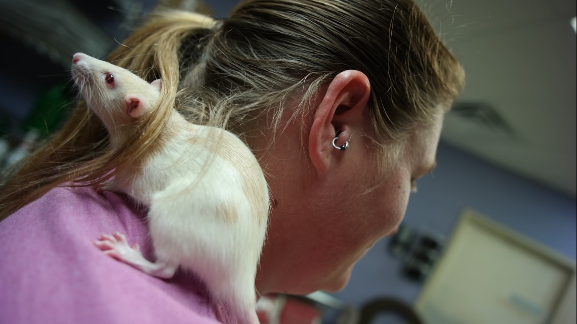 Rats up for adoption at Isle of Wight Animal Shelter | 13newsnow.com