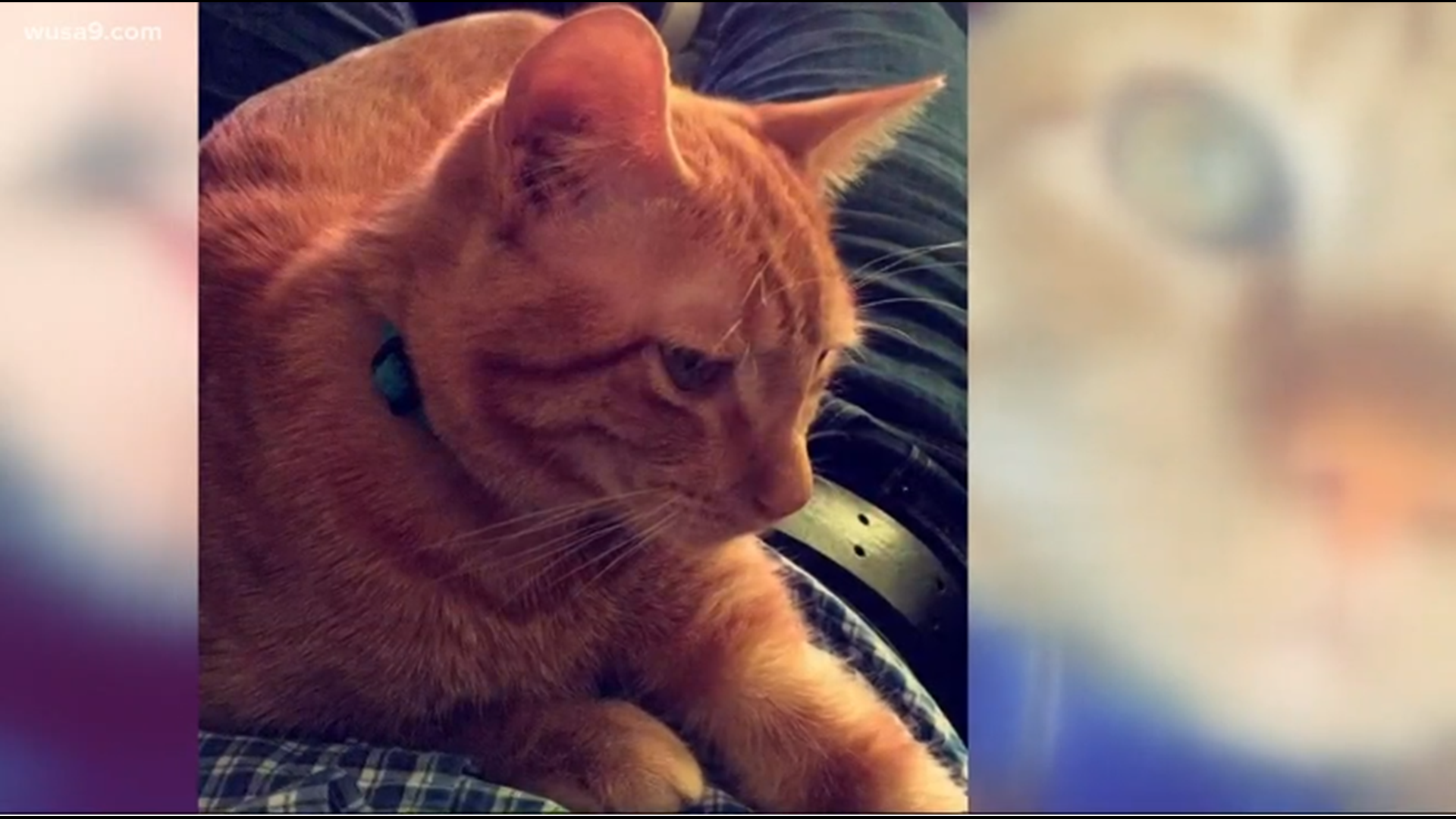 Long-lost cat to be reunited with owner 800 miles away | 13newsnow.com